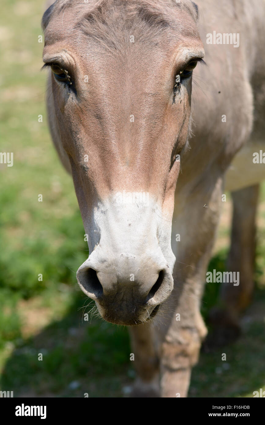 Equus africanus donkey hi-res stock photography and images - Alamy