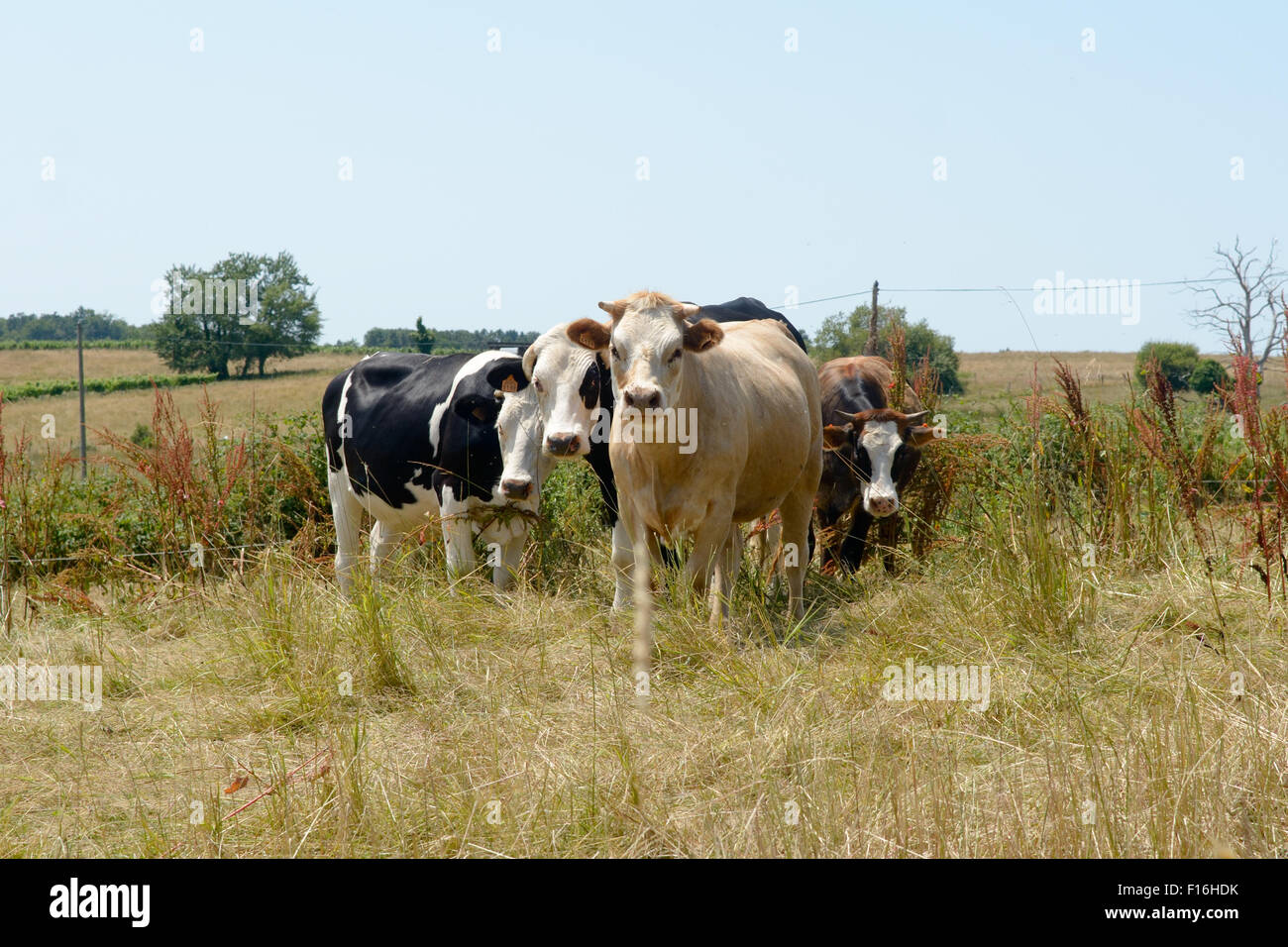 Field In French at Carlo Simmons blog