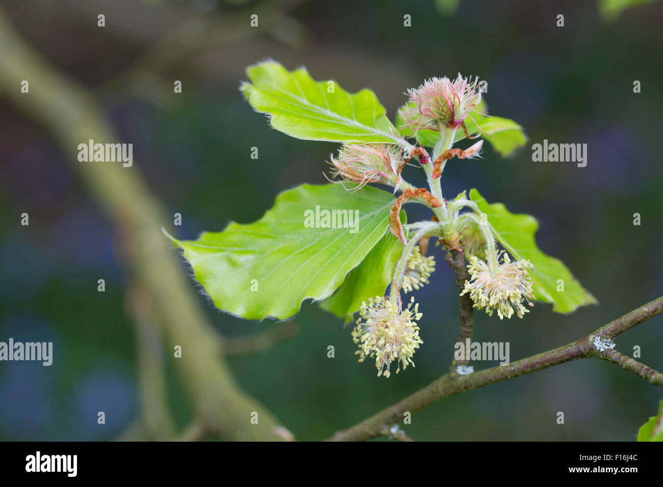 Beech tree flowers High Resolution Stock Photography and Images - Alamy