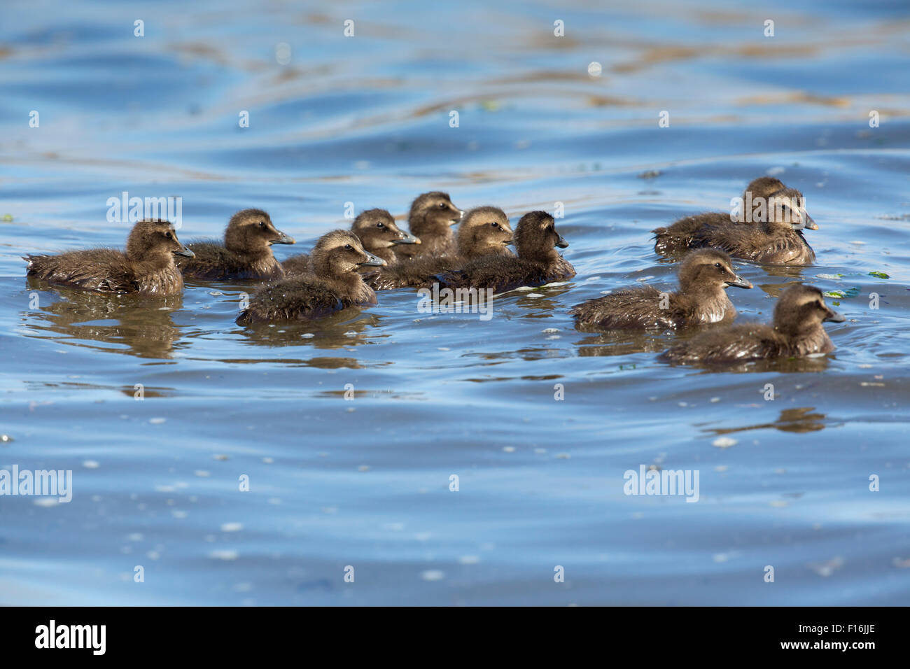 Eider britain hi-res stock photography and images - Alamy