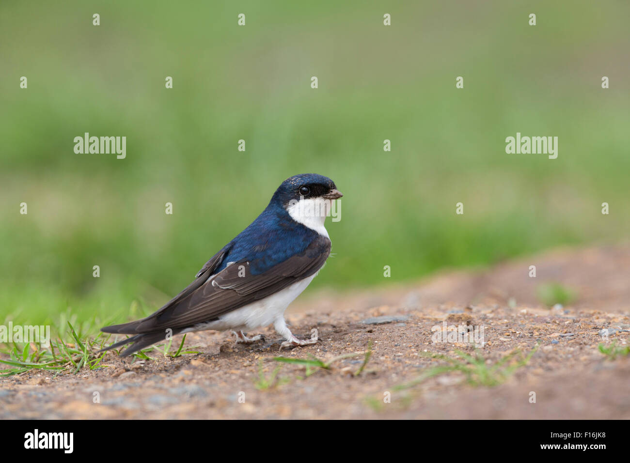 House martin bird uk hi-res stock photography and images - Alamy