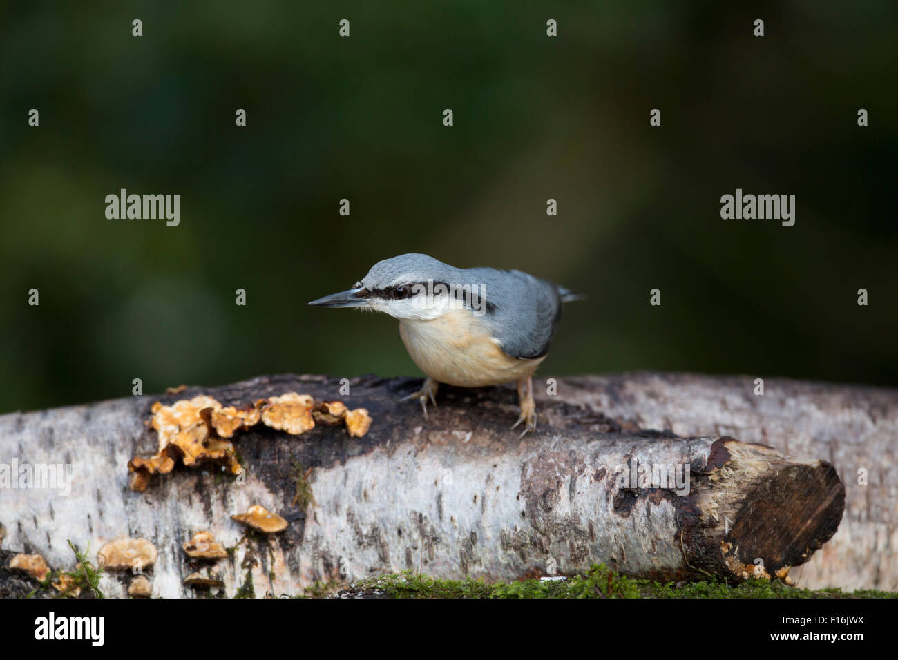 Britain nuthatch hi-res stock photography and images - Alamy