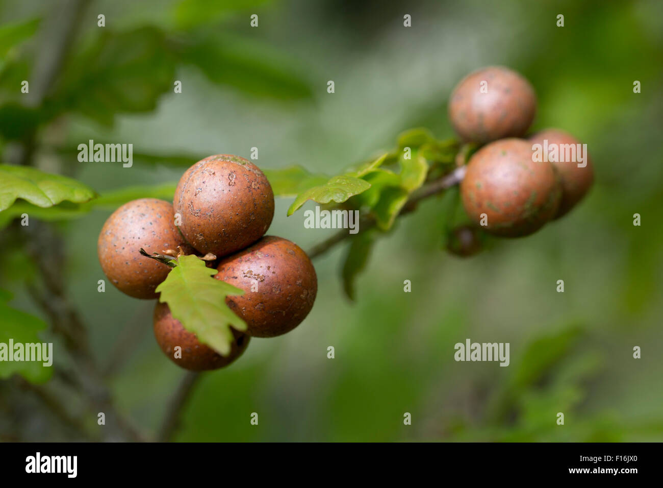 Tree galls hi-res stock photography and images - Alamy