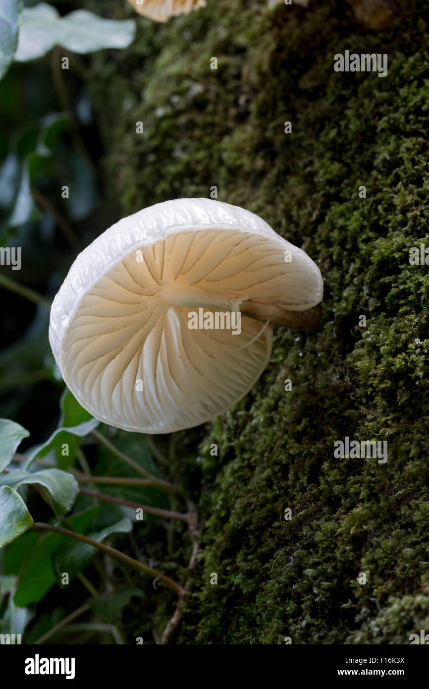 Porcelain Fungus; Oudemansiella mucida Cornwall; UK Stock Photo - Alamy