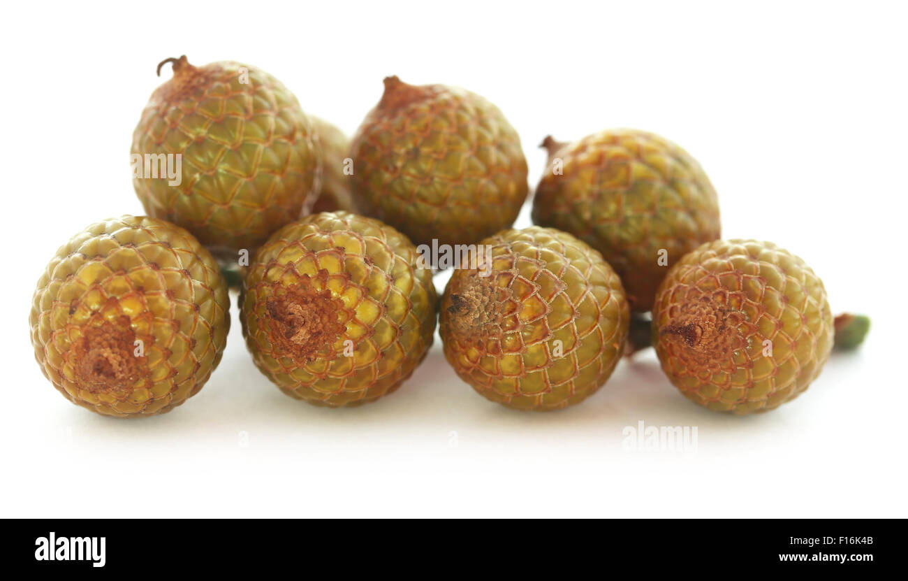 Tropical Calamus palm fruits over white background Stock Photo - Alamy