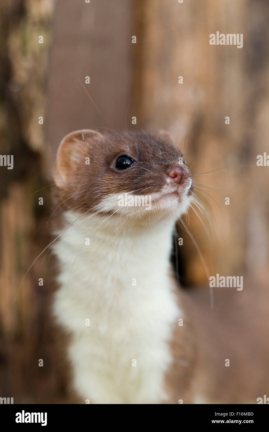 Stoat uk hi-res stock photography and images - Alamy