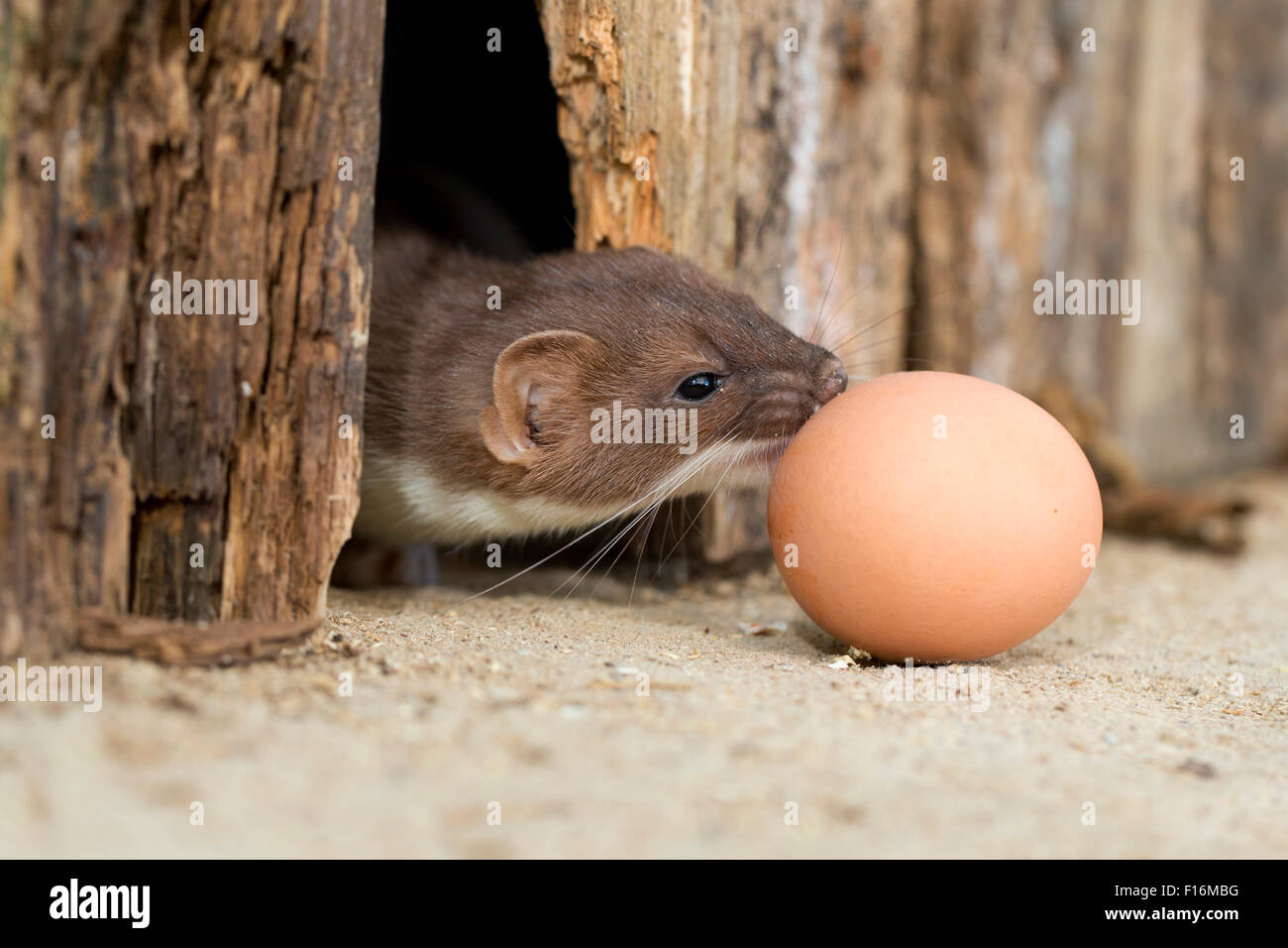 Stoat; Mustela erminea Single with an Egg; Cornwall; UK Stock Photo - Alamy