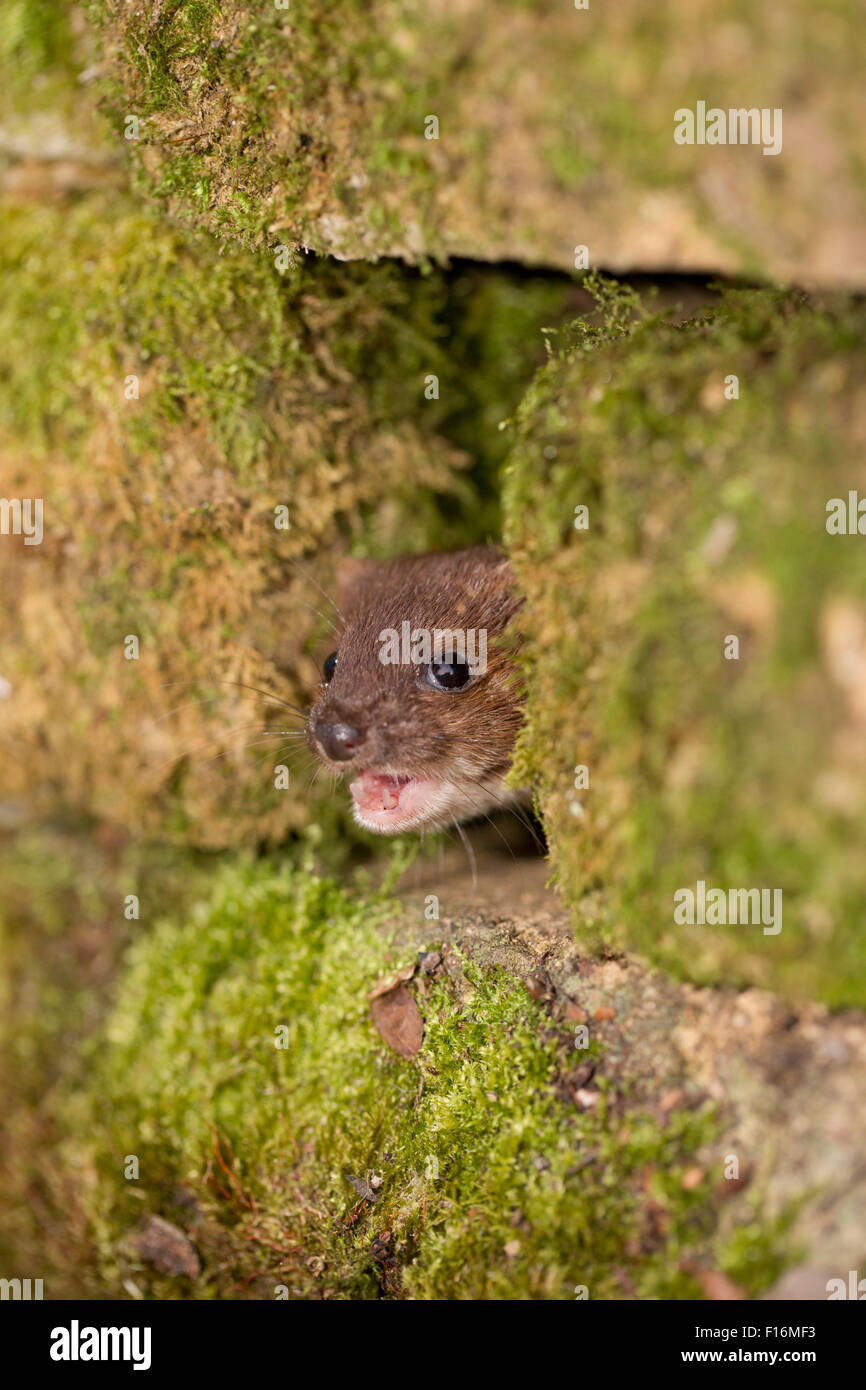 Weasel face hi-res stock photography and images - Alamy