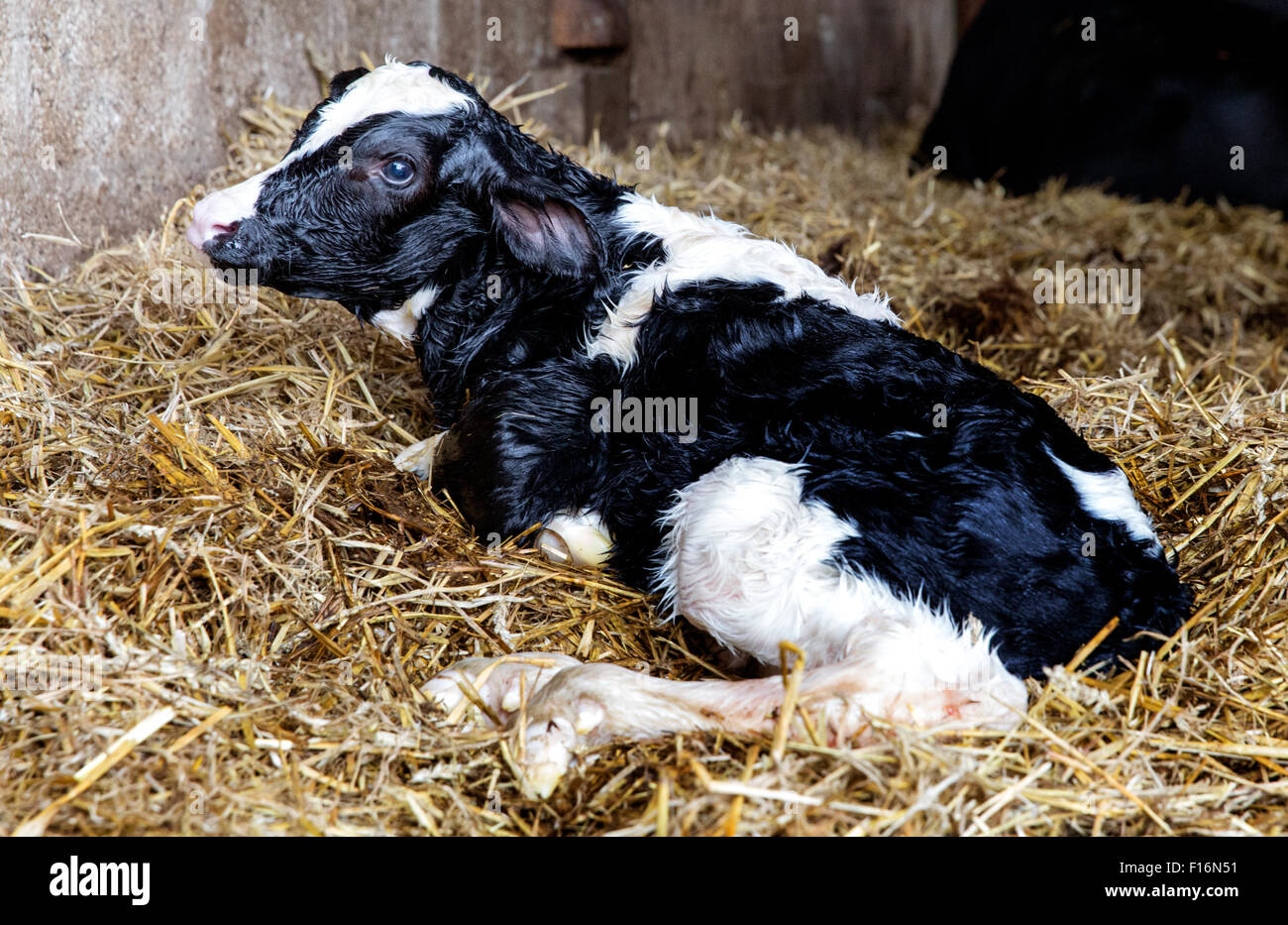 Shortly after the birth hi-res stock photography and images - Alamy