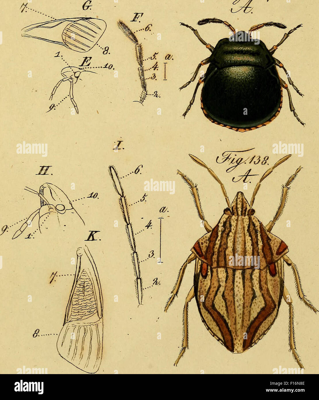 Insect study drawing hi-res stock photography and images - Alamy