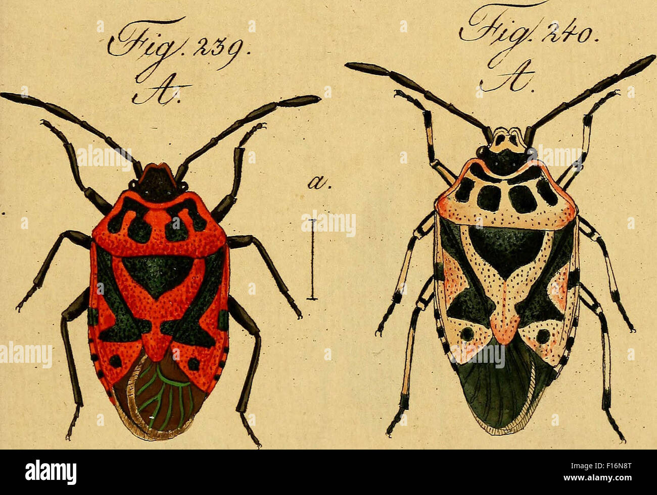 Vintage insect hi-res stock photography and images - Alamy