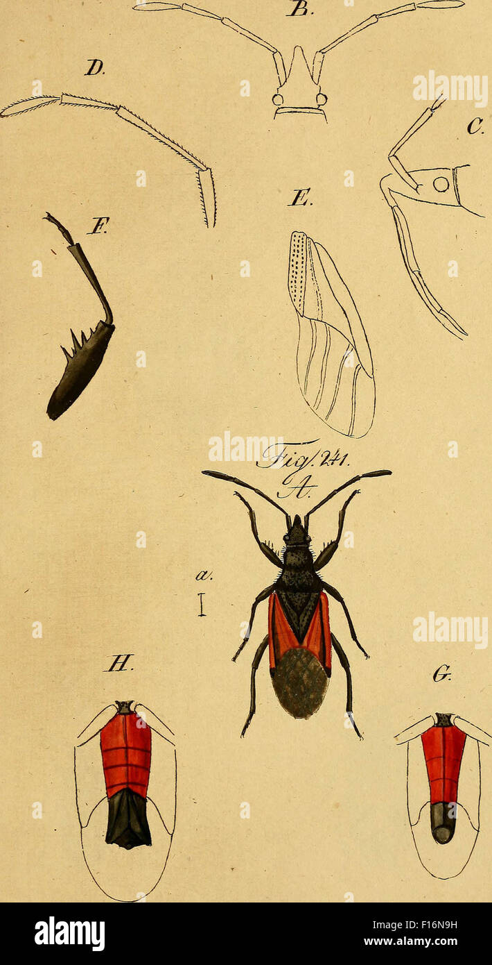 Insect study drawing hi-res stock photography and images - Alamy