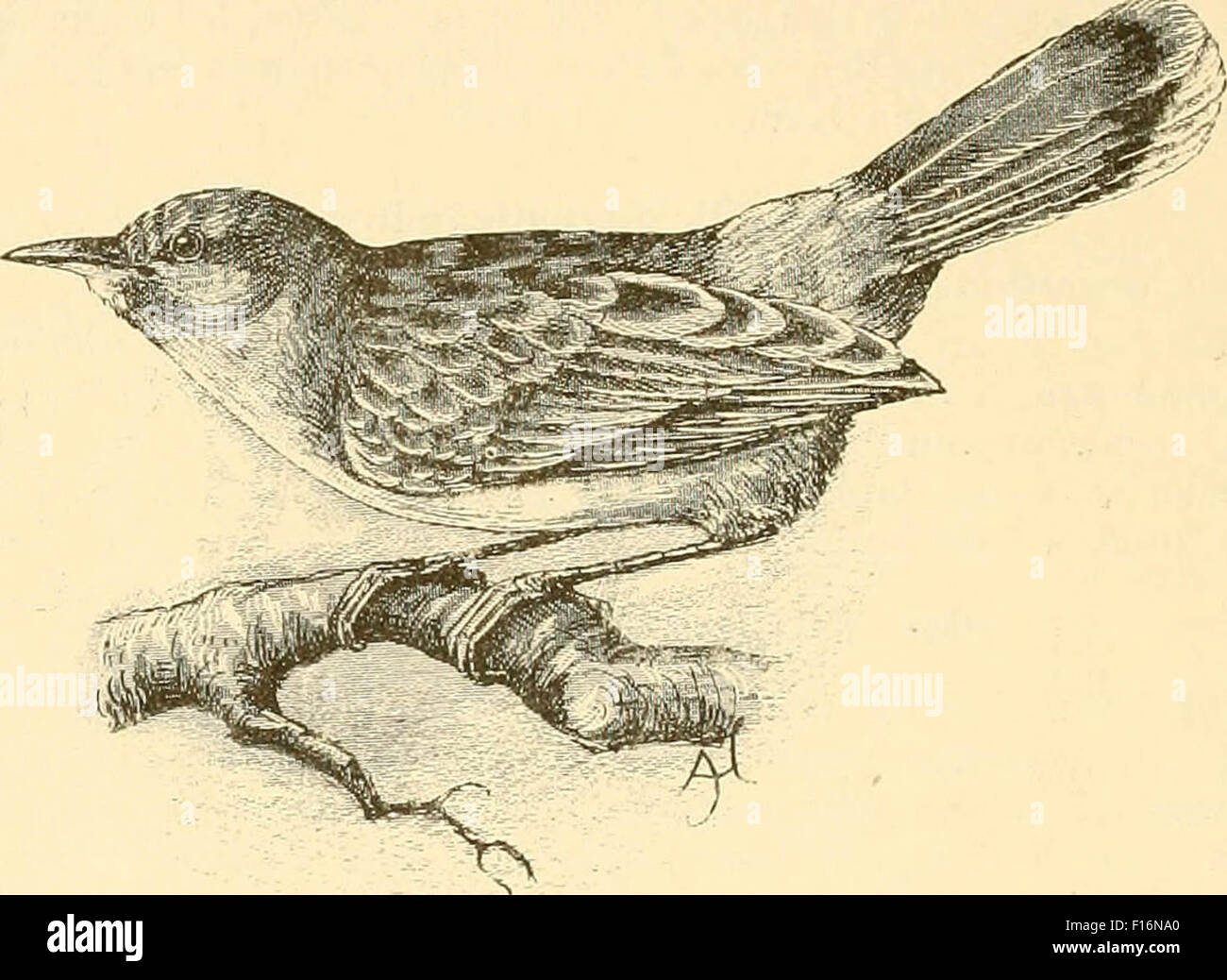 Historical bird illustration hi-res stock photography and images - Alamy