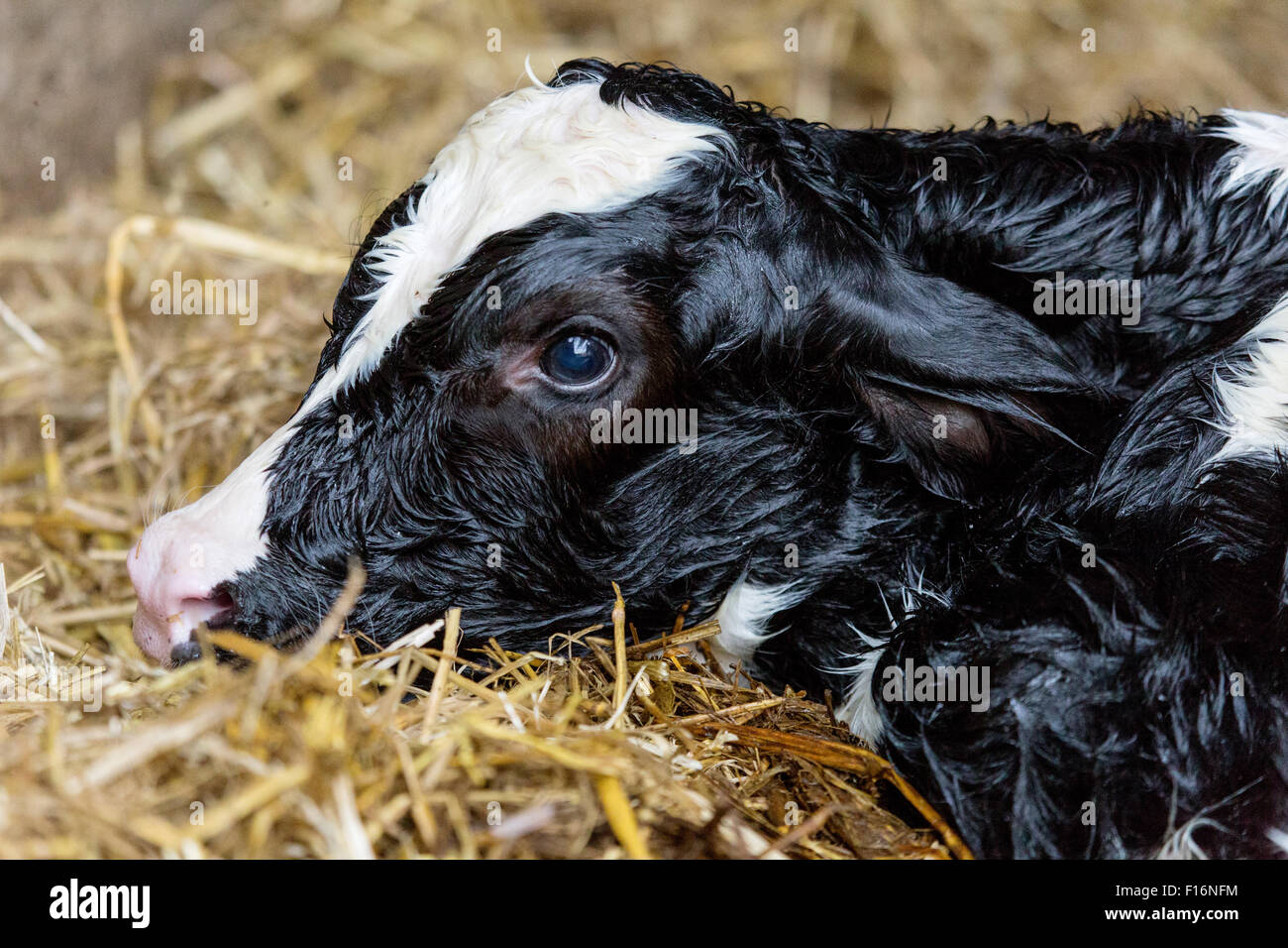 Unna, Germany, calves in Portrait Stock Photo - Alamy