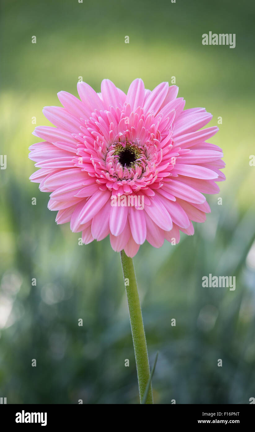 Beautiful bunch pink gerbera hi-res stock photography and images - Alamy