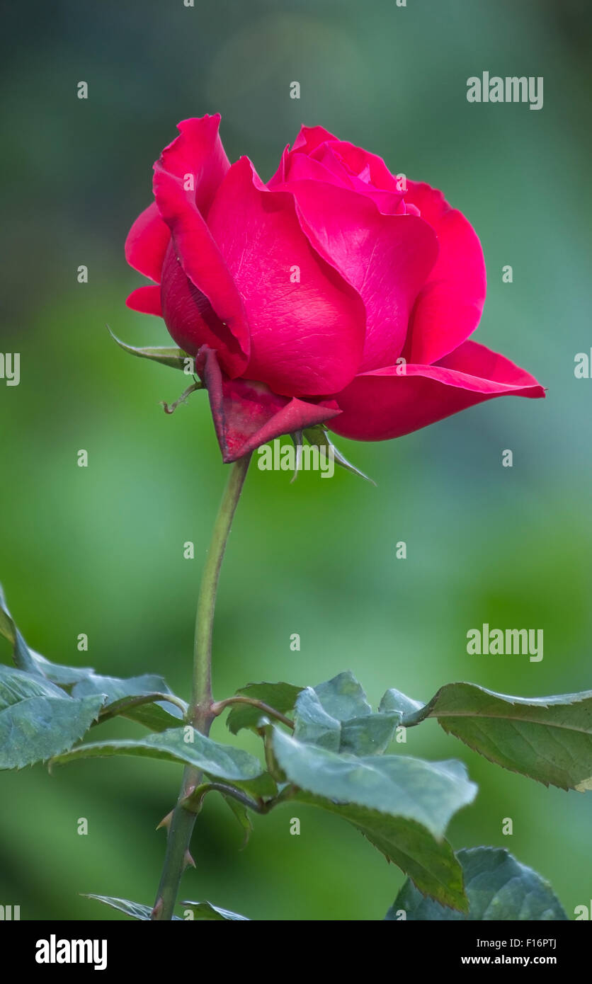 Garden red hi-res stock photography and images - Alamy