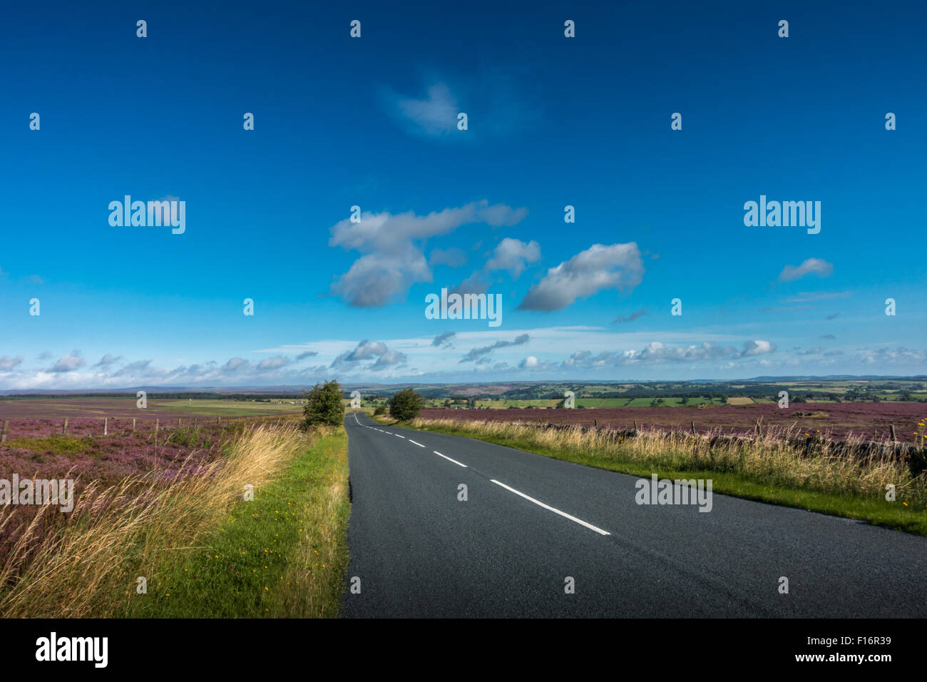 Heather in full bloom on the Askwith Moor Road, near the A59 on the way ...