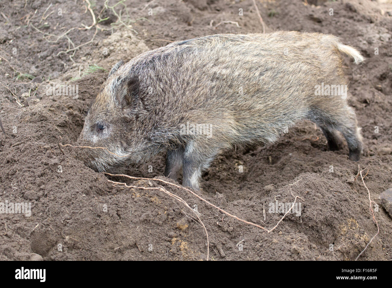 Klaistow, Germany, a young boar, deserters, burrows in the sand Stock ...