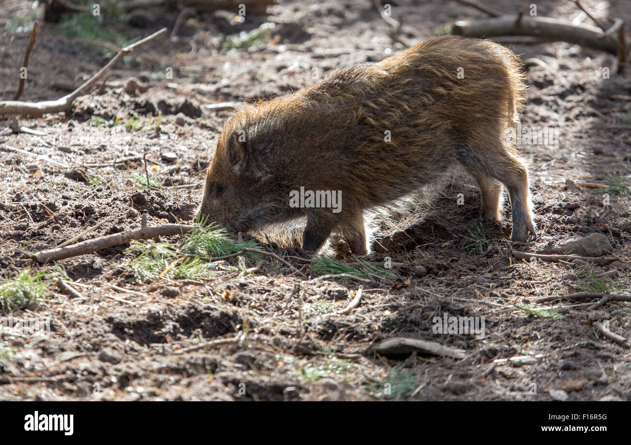Klaistow, Germany, a young boar, boar, burrows in the sand Stock Photo ...