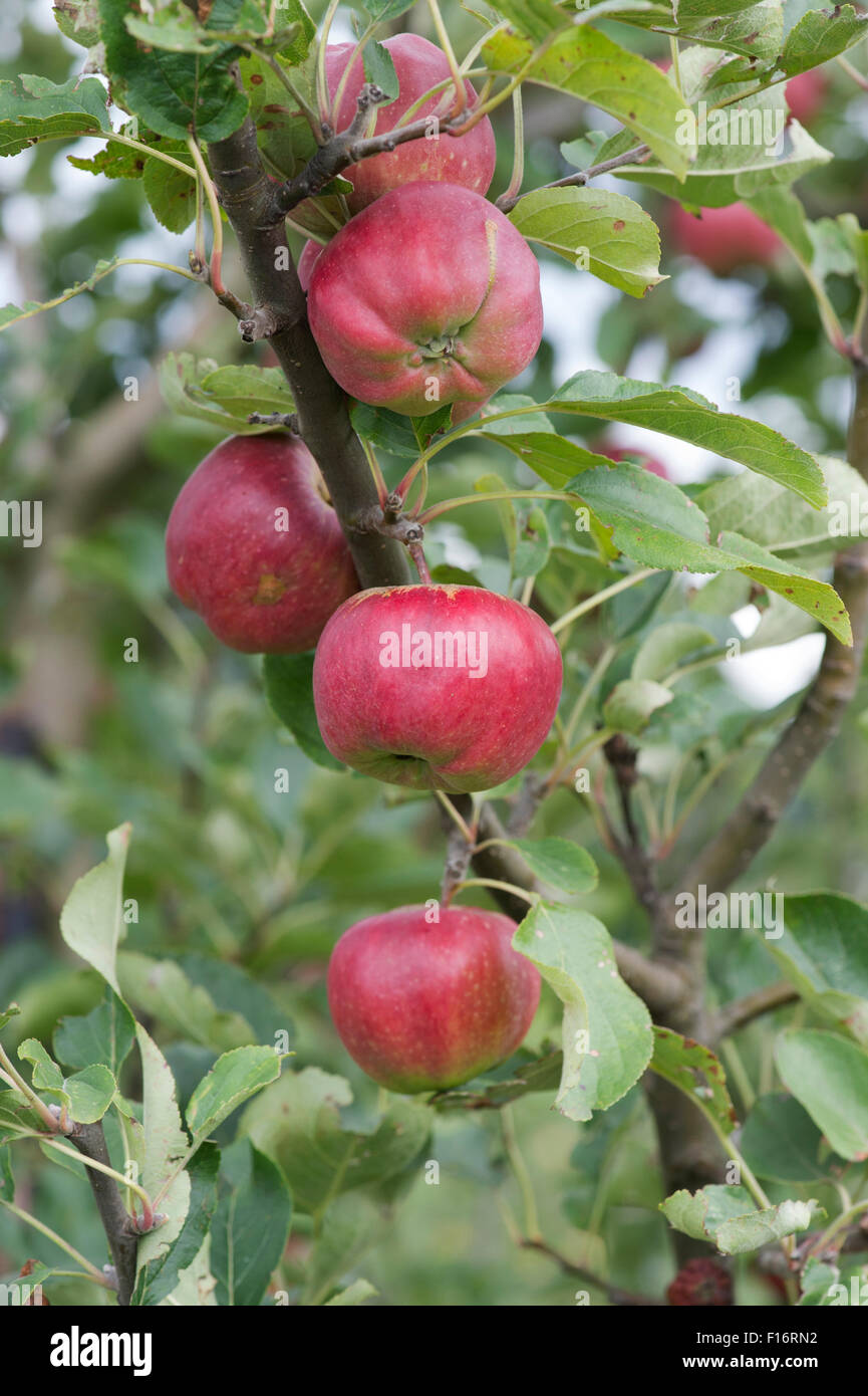 Bloody ploughman apple hi-res stock photography and images - Alamy
