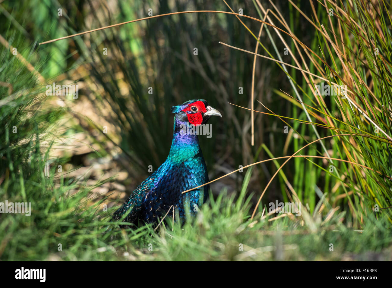 Close up of head of Melanistic Mutant Pheasant (Phasianus colchicus ...