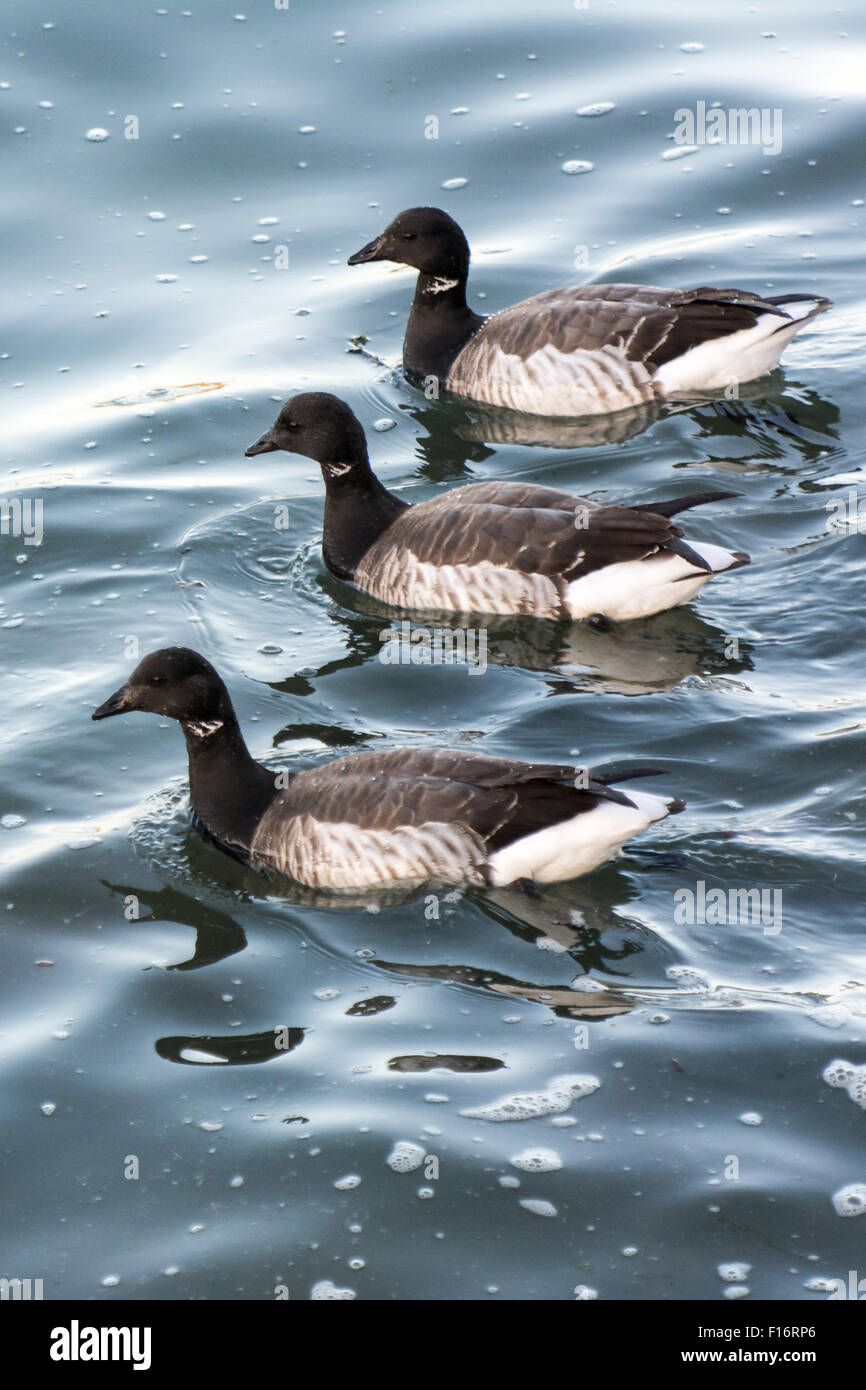Three goose hi-res stock photography and images - Alamy
