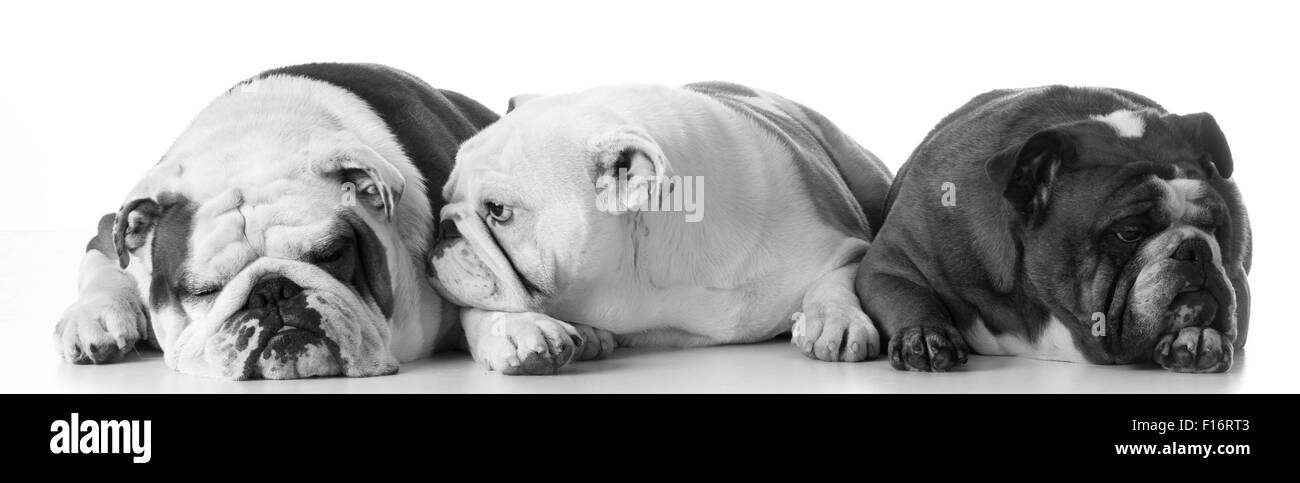 three generations of bulldogs - father, son and grandmother Stock Photo ...