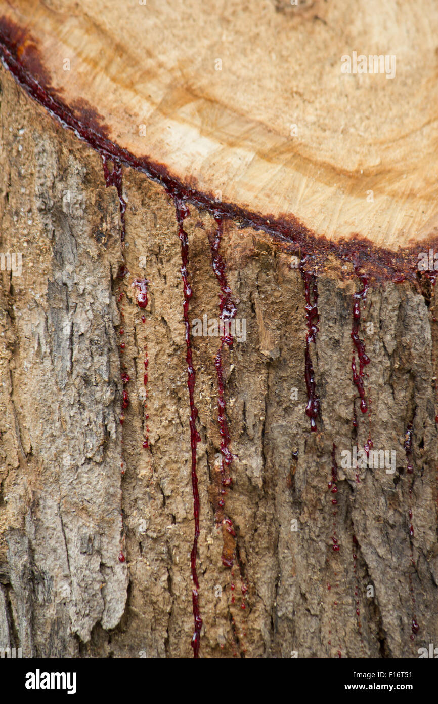 Liquid amber tree red hi-res stock photography and images - Alamy