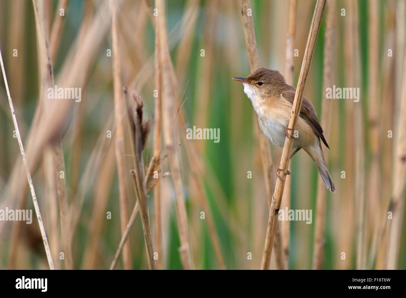 Eurasian reed warbler (Acrocephalus scirpaceus) perched in reedbed in ...
