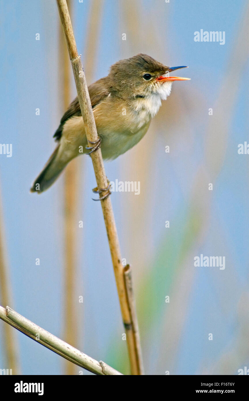 Eurasian reed warbler (Acrocephalus scirpaceus) calling from reed stem ...