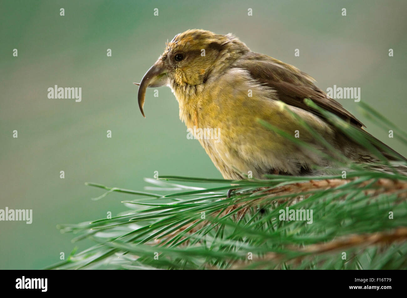 Conifer common crossbill uk hi-res stock photography and images - Alamy
