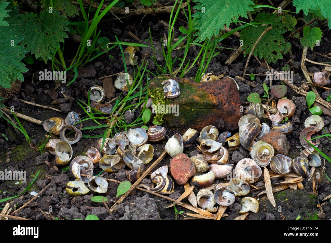 Anvil stone and broken shells of grove snails, favorite food for song ...