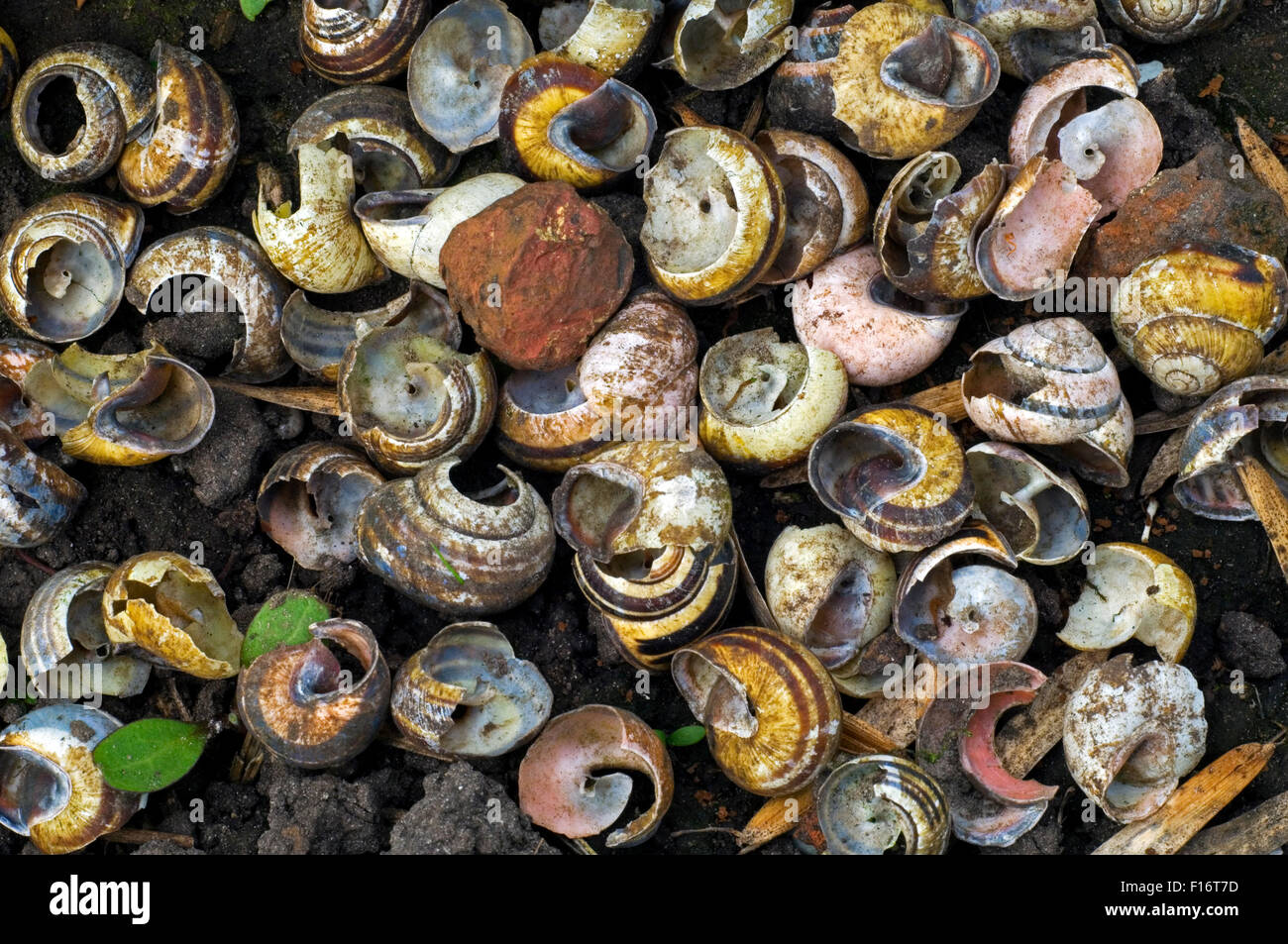 Pile of snail shells hi-res stock photography and images - Alamy
