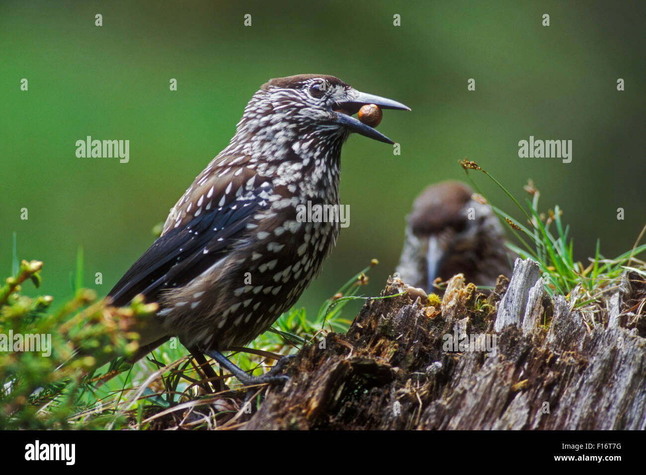 Spotted nutcracker / Eurasian nutcracker (Nucifraga caryocatactes ...
