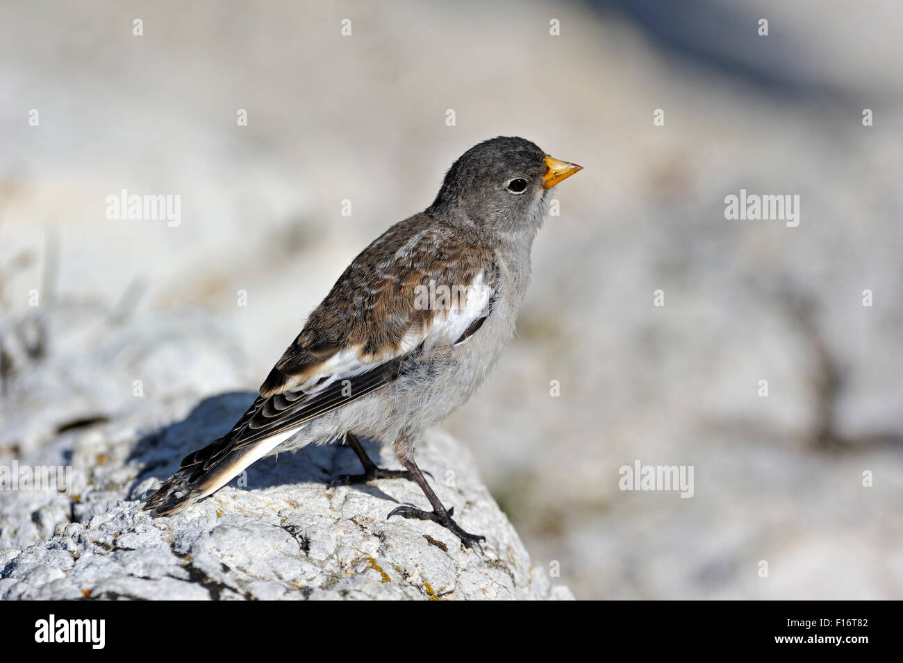 White winged snowfinch hi-res stock photography and images - Alamy