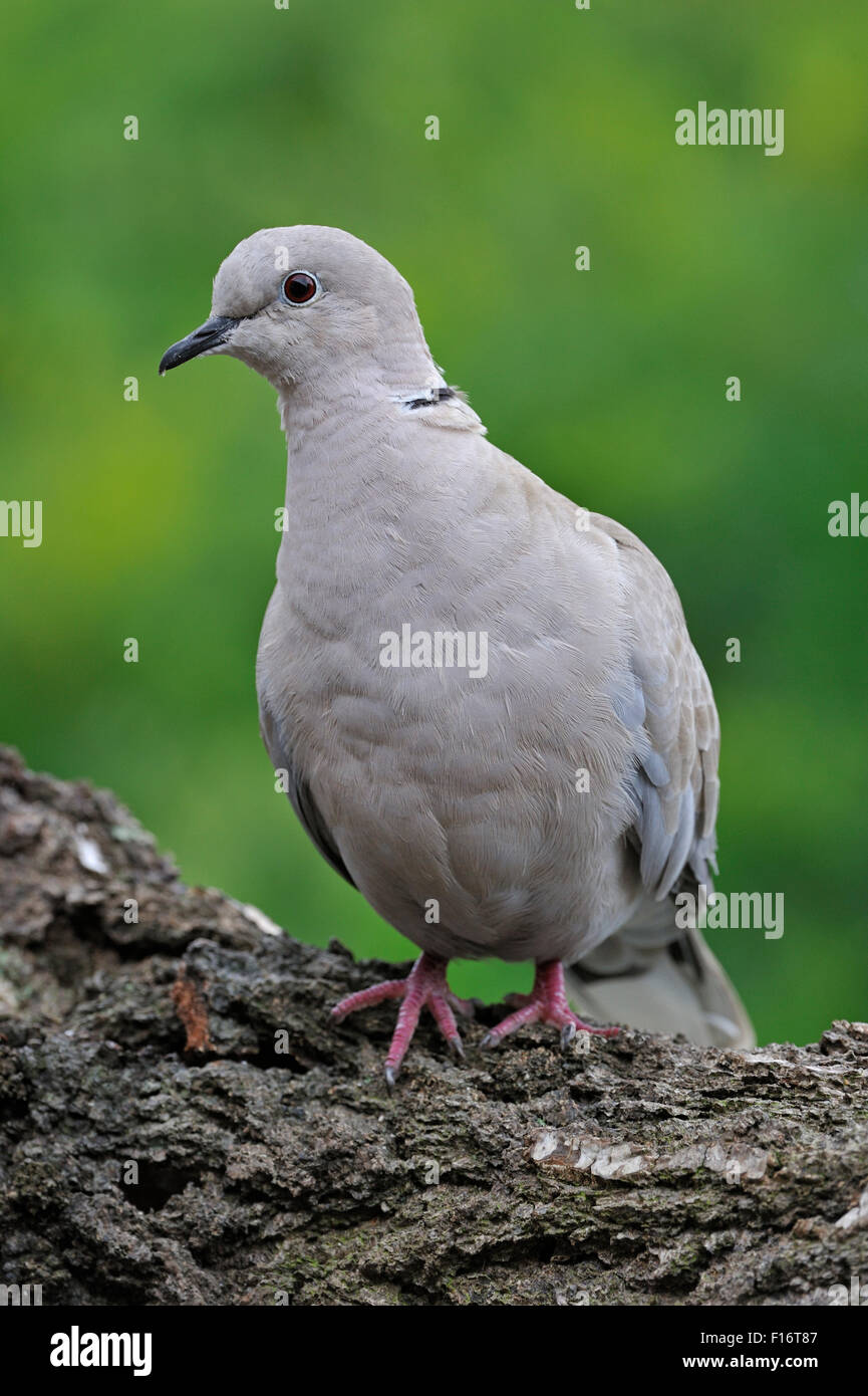 Dove Collared Streptopelia Decaocto High Resolution Stock Photography ...