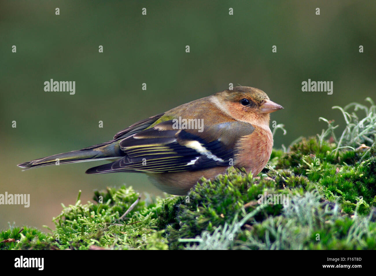 Female chaffinch uk hi-res stock photography and images - Alamy