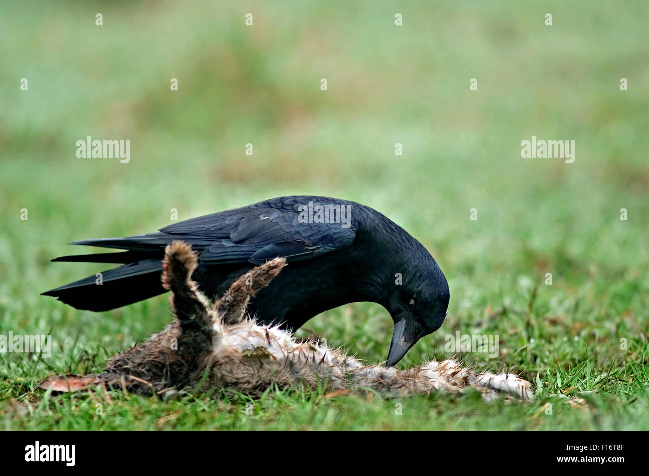 Carrion crow (Corvus corone) feeding on dead rabbit in meadow Stock ...