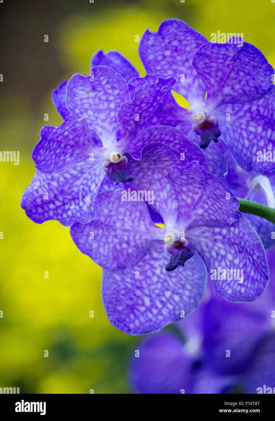 blue vanda orchid flower Stock Photo - Alamy