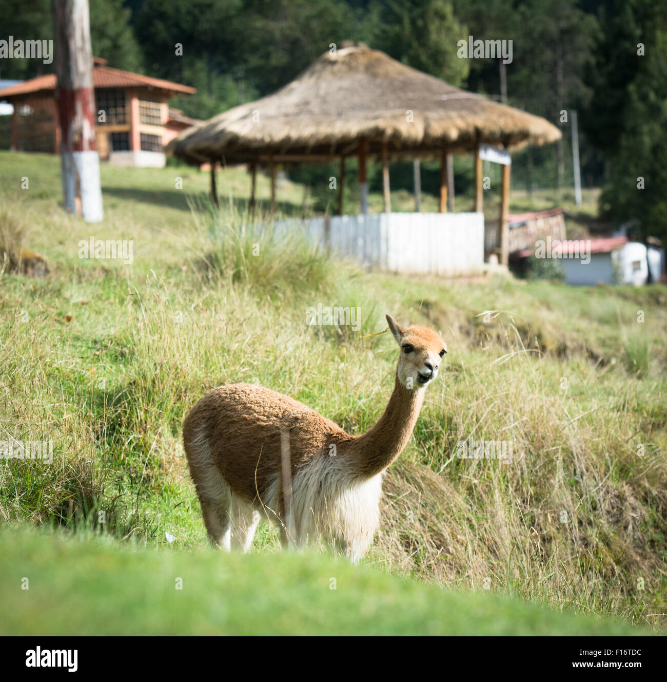 Vicuña (Vicugna vicugna) grazing on hillside in Gran Porcon, Cajamarca ...