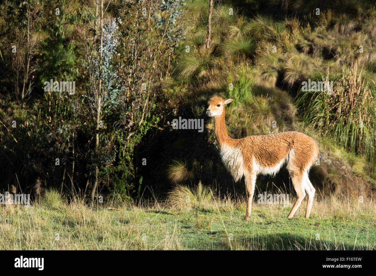 Vicuna hi-res stock photography and images - Alamy