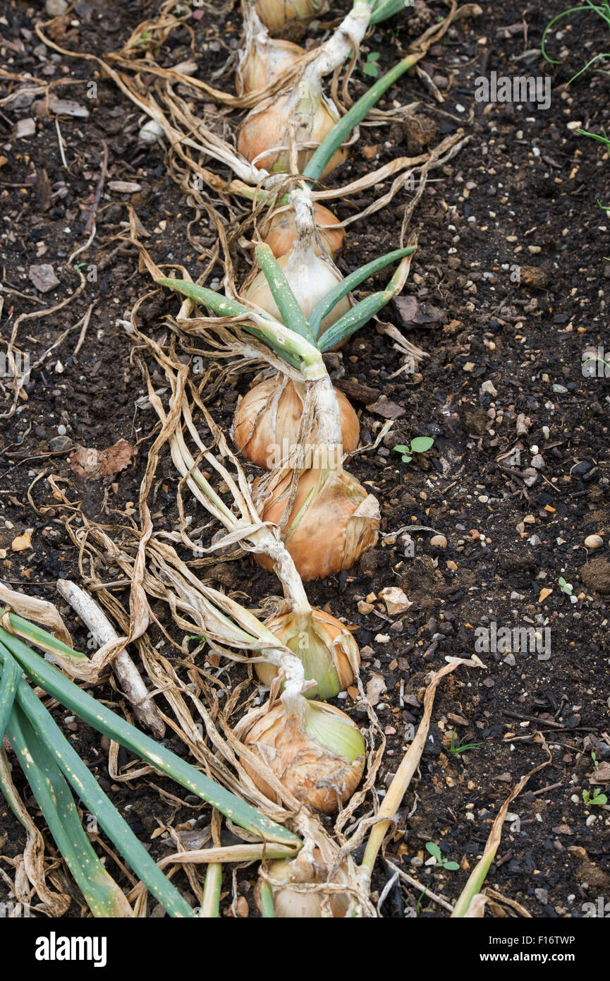Onion sturon hi-res stock photography and images - Alamy