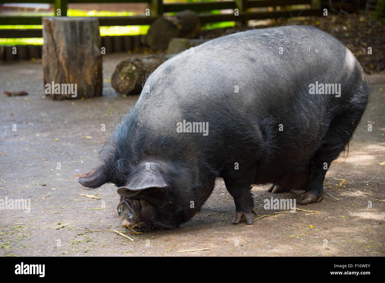 A Large black pig at Birmingham Wildlife Conservation Park Birmingham ...