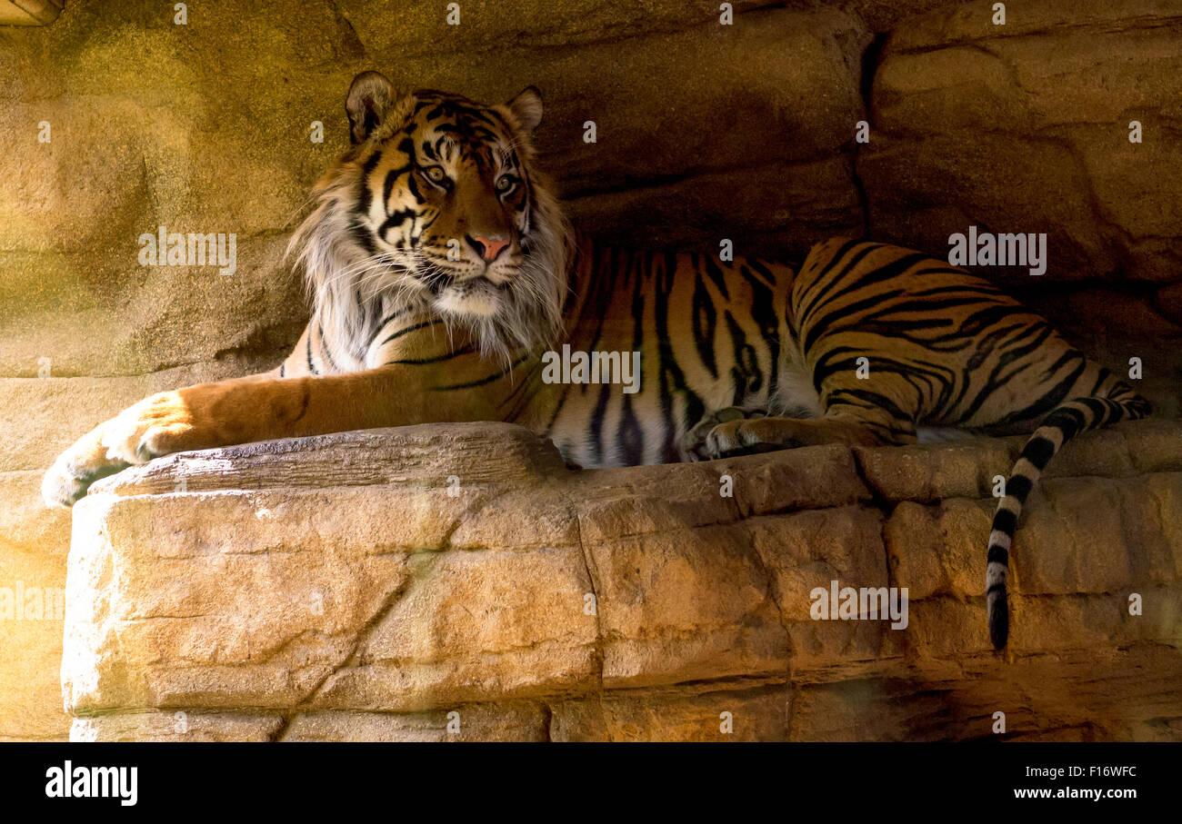 Sad looking tiger hi-res stock photography and images - Alamy