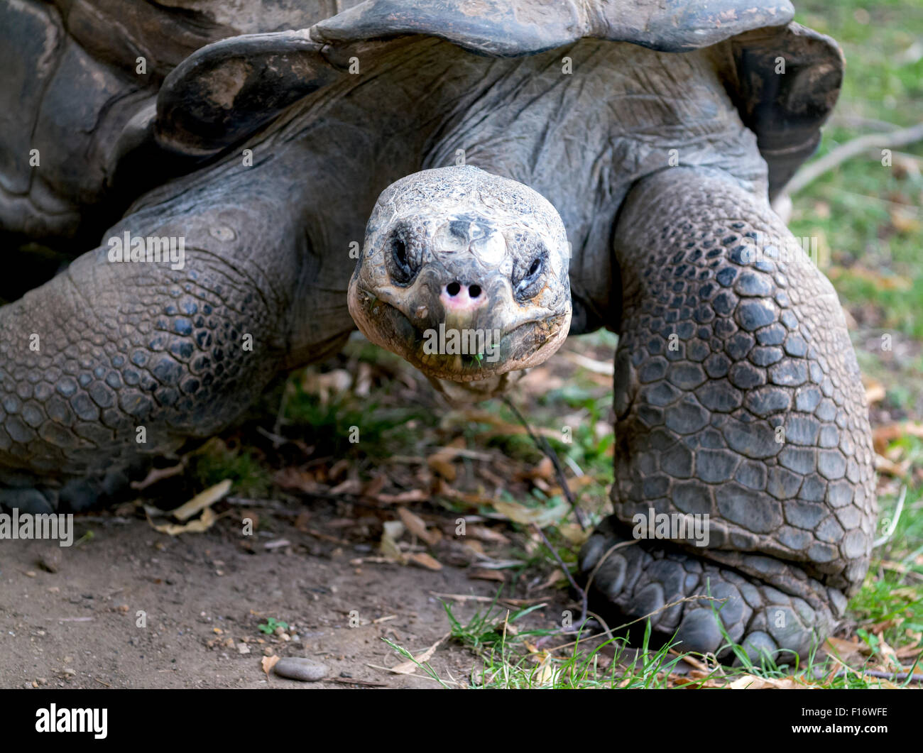 Neck hiding tortoise hi-res stock photography and images - Alamy