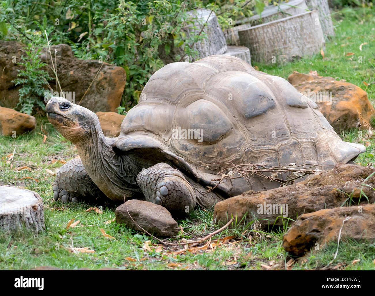 Heavy turtle hi-res stock photography and images - Alamy