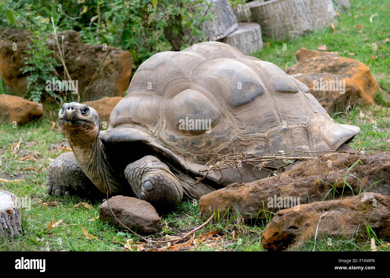 Heavy Turtle Stock Photos & Heavy Turtle Stock Images - Alamy