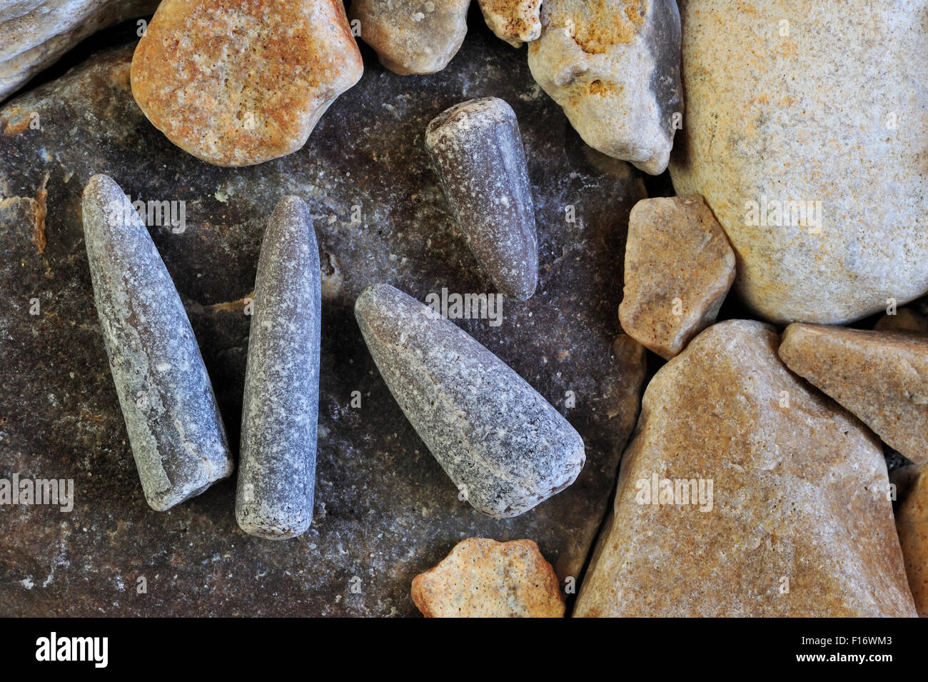 Fossil guards of belemnites / Belemnitida on shingle beach near Lyme ...