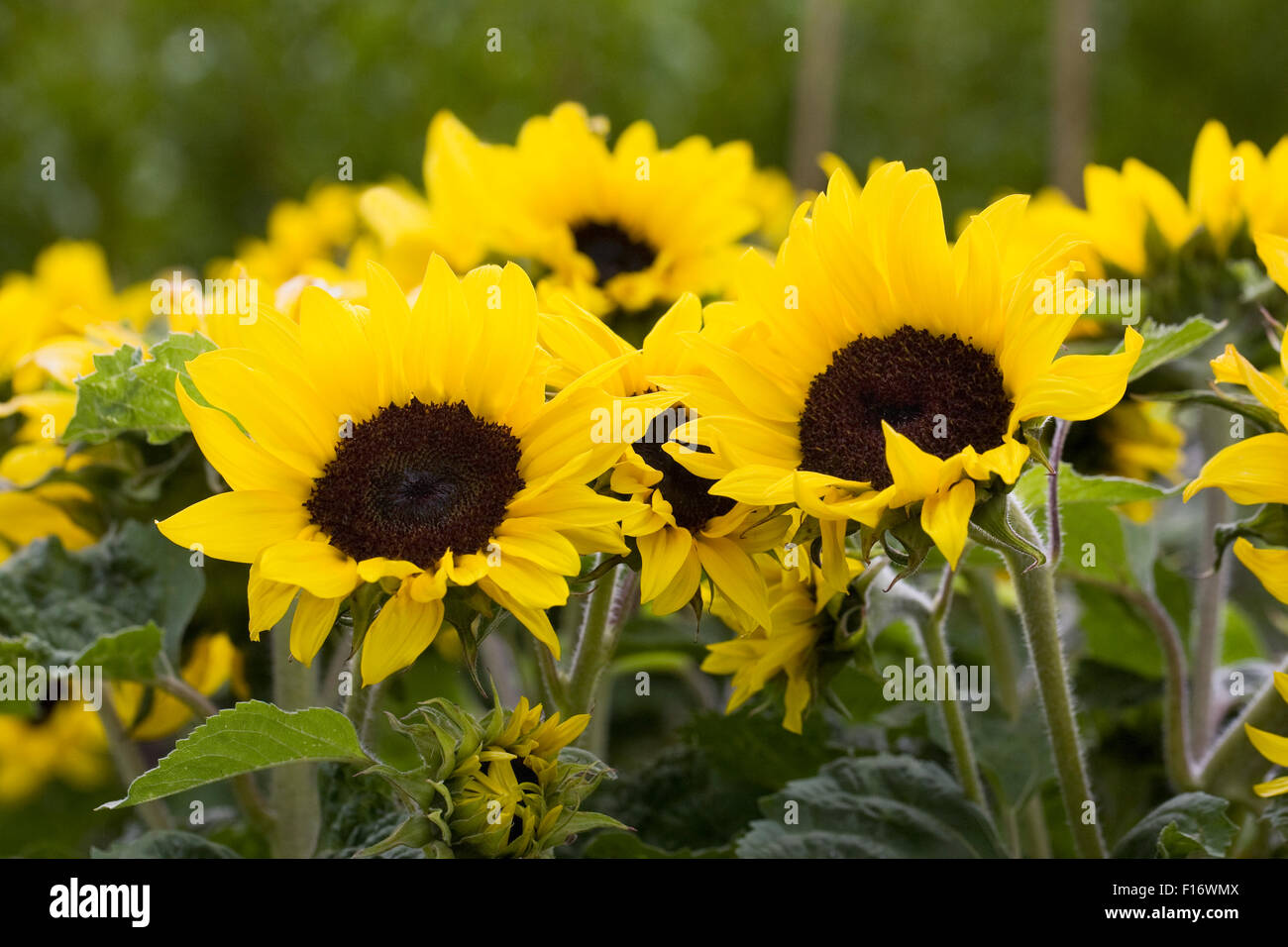 Helianthus annuus 'Ballad'. Sunflowers in the garden Stock Photo - Alamy