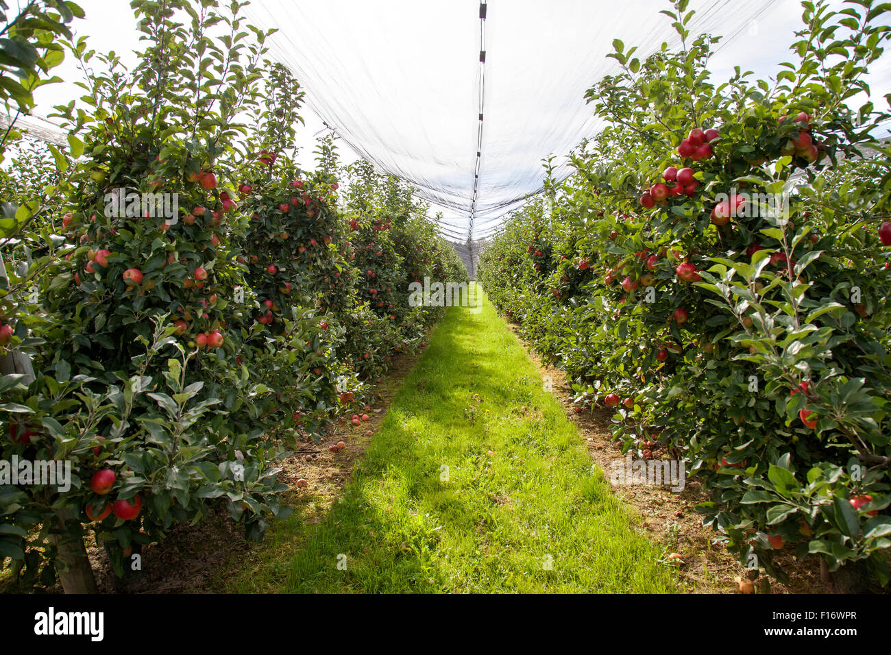 Apple tree rows in protected organic farm, full of ripe red apples ...